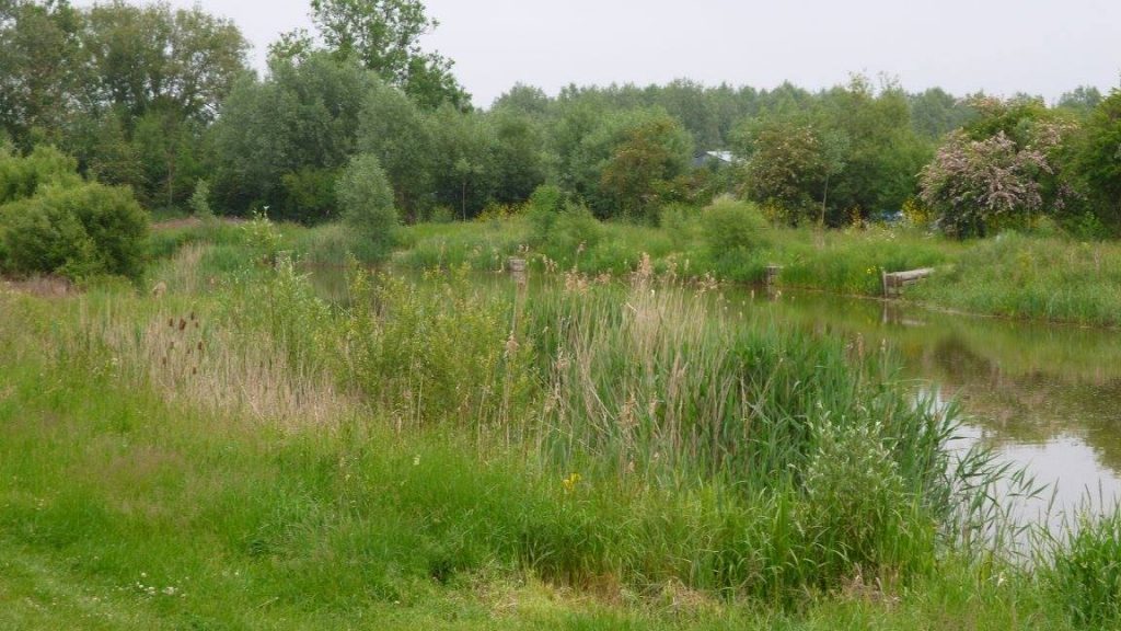 Fishing - Stathe Bungalow Farm